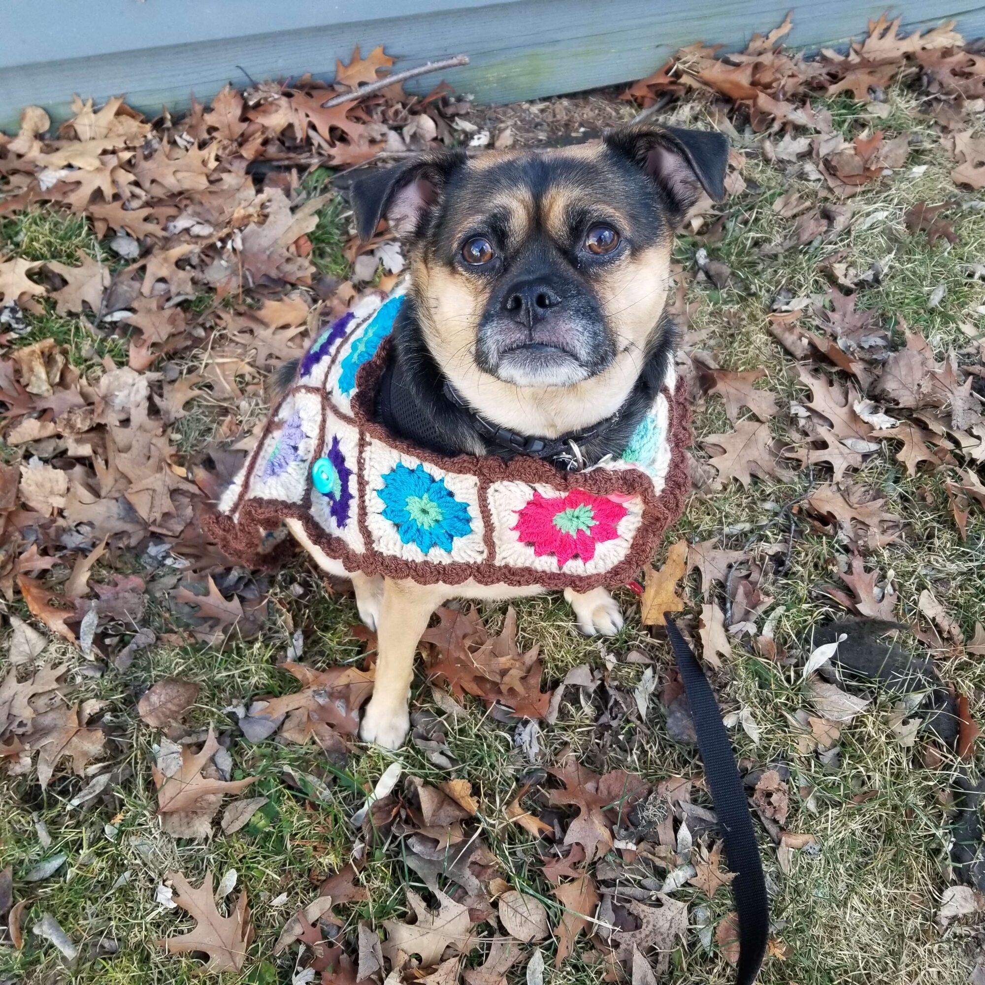 May Flowers Blog Hop Day 7: Willow Dog Coat | Craftopia Collective